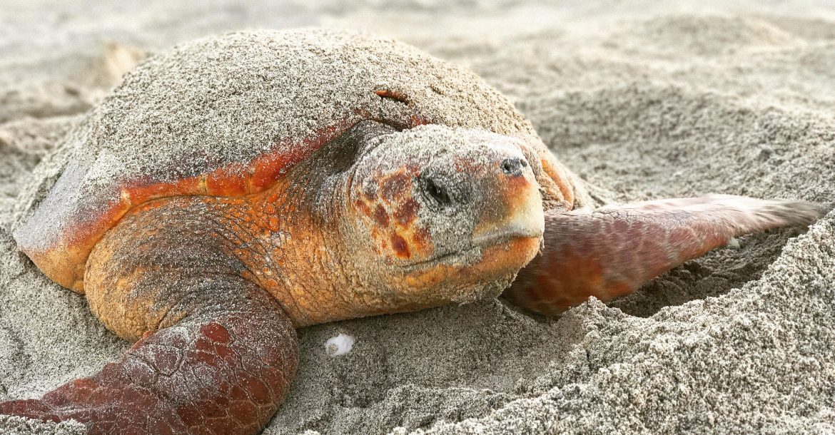 Environment Society of Oman wins $5,000 conservation grant for sea ...