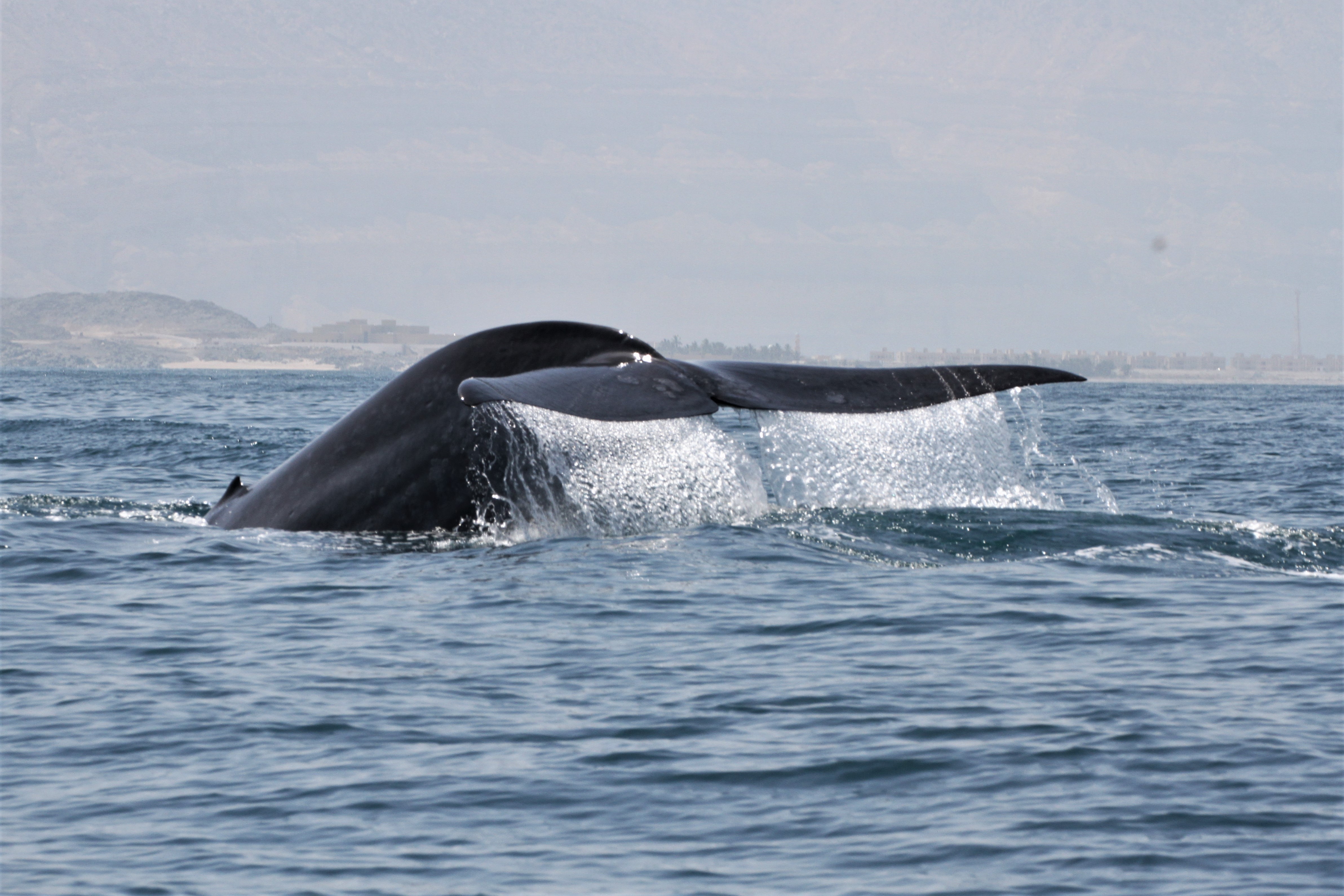 New Population of Blue Whales discovered in the Western Indian Ocean ...
