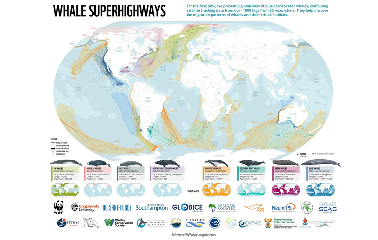 New WWF study on threats to global whale populations, including those ...
