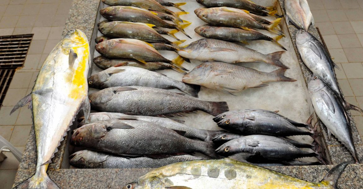 2-month ban on fishing, trading of kingfish begins today in Oman ...