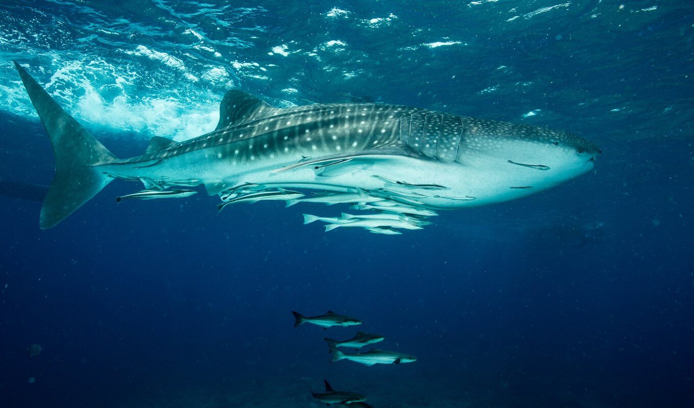 Oman tourism: Swim with turtles, dolphins and even sharks - The Arabian ...