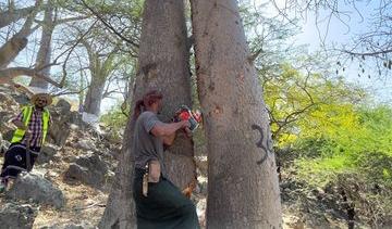 Oman’s EA combats stem borer insects to save Baobab trees - The Arabian ...