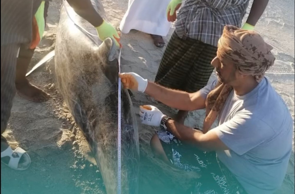 EA rescues seven Risso’s dolphins in Oman - The Arabian Stories News