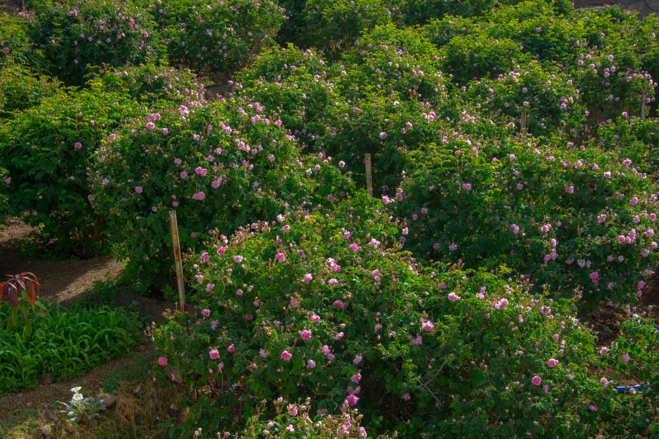 Rose harvest season begins in Al Jabal Al Akhdar - The Arabian Stories News