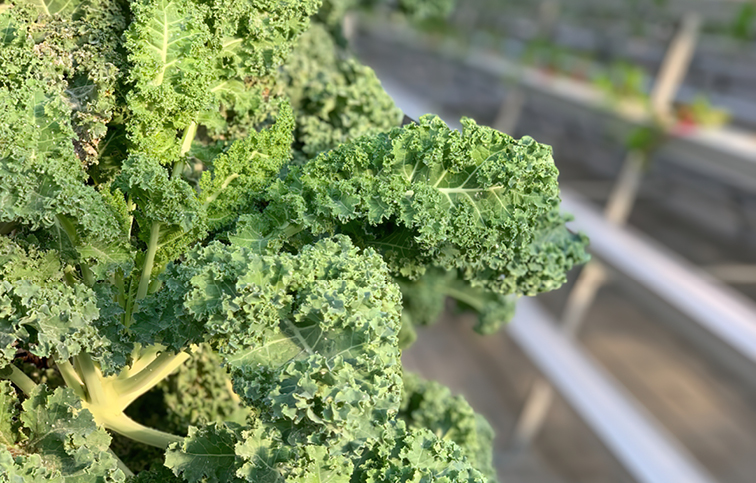 Trufud: Revolutionizing food security in Oman through hydroponic farming - The Arabian Stories News