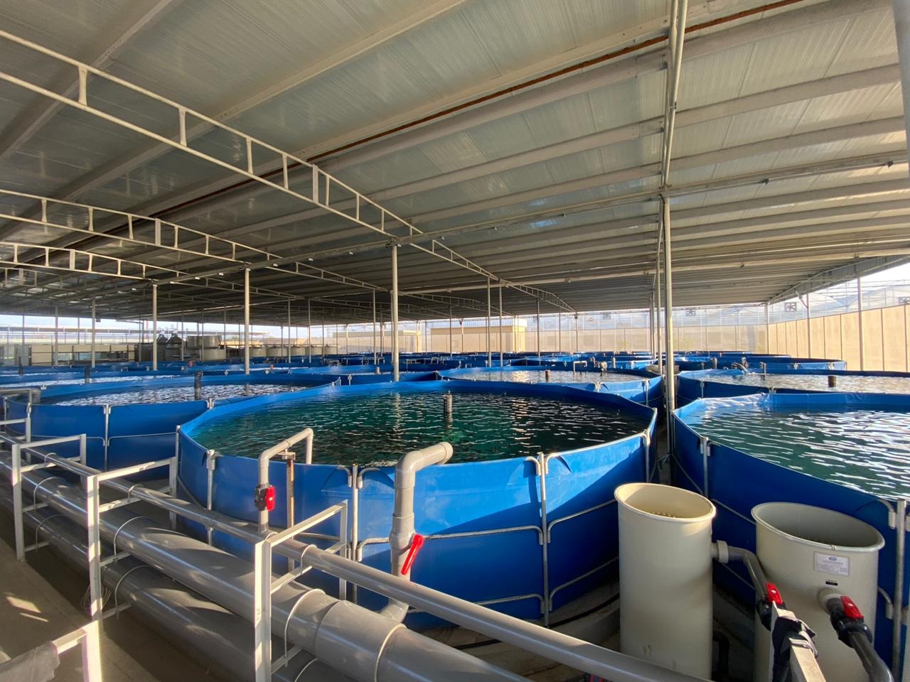 TRUFUD's Aquaculture to focus on growing Tilapia - The Arabian Stories News