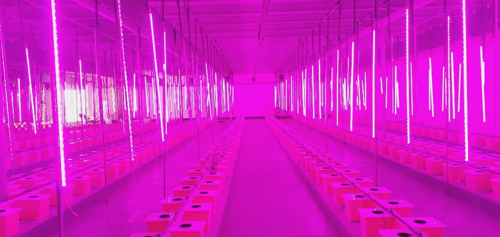 Grow Light Cultivation to unveil by TRUFUD First in Oman - The Arabian Stories News
