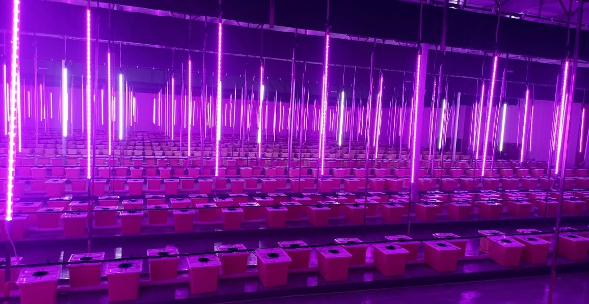 Grow Light Cultivation to unveil by TRUFUD First in Oman - The Arabian Stories News