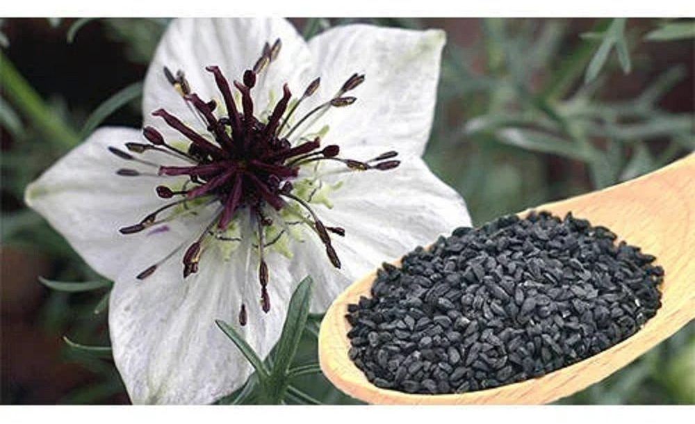 Exploring the potential benefits of Black Seed oil: A natural health ...