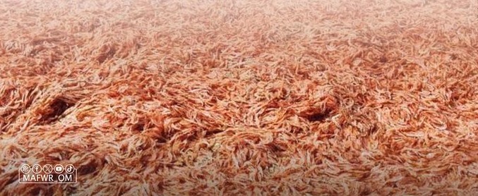 Ministry issues alert over cases of shrimp deaths in Oman’s Rakhyut ...
