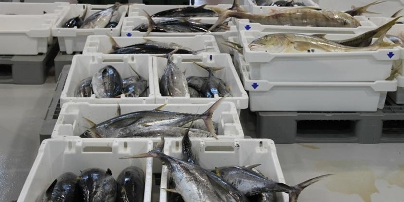 Oman Fish Development Group sets sail for Gulf Food Exhibition ...