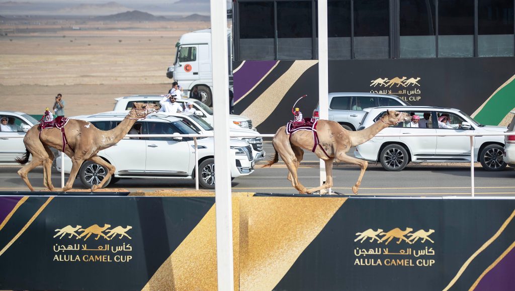 Oman ranks fourth in the AlUla Camel Cup 2024 - The Arabian Stories News