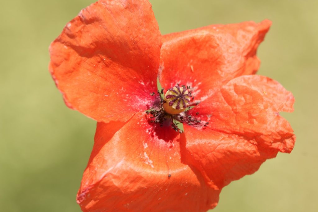 Omani Botanical Garden unearths 10 new plant species - The Arabian ...