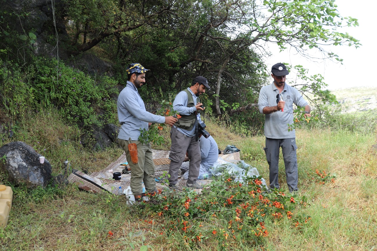 Omani Botanical Garden unearths 10 new plant species - The Arabian ...