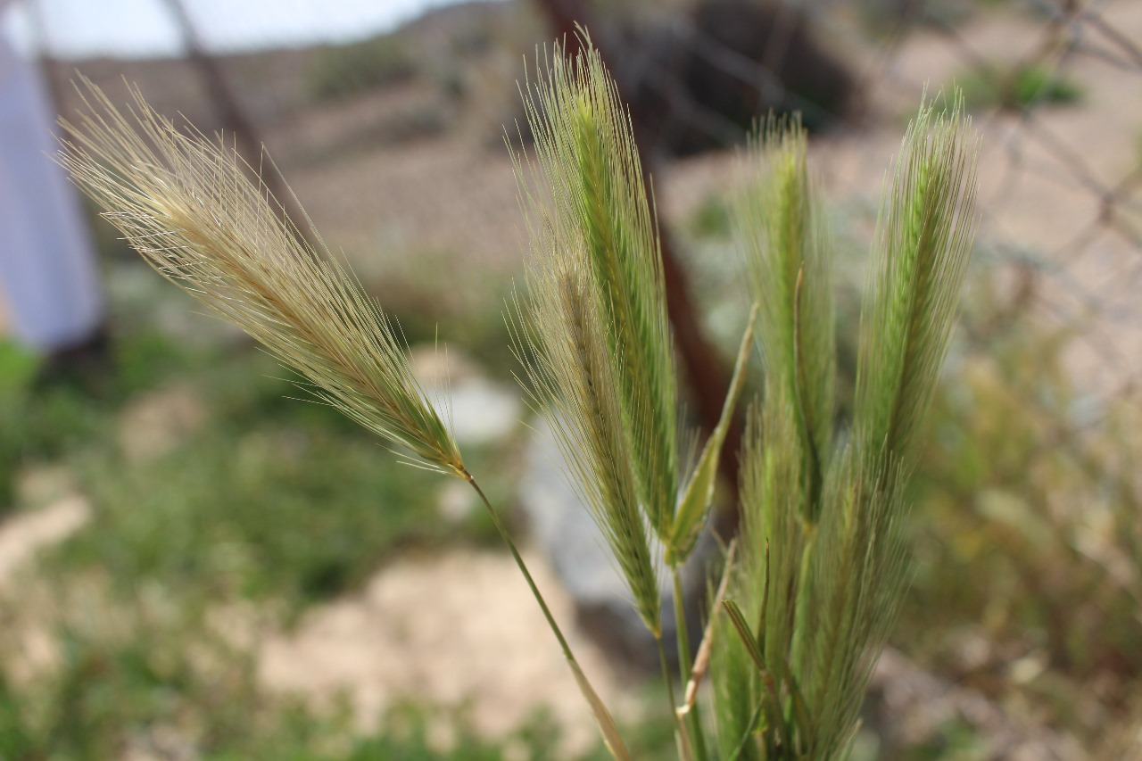 Omani Botanical Garden unearths 10 new plant species - The Arabian ...