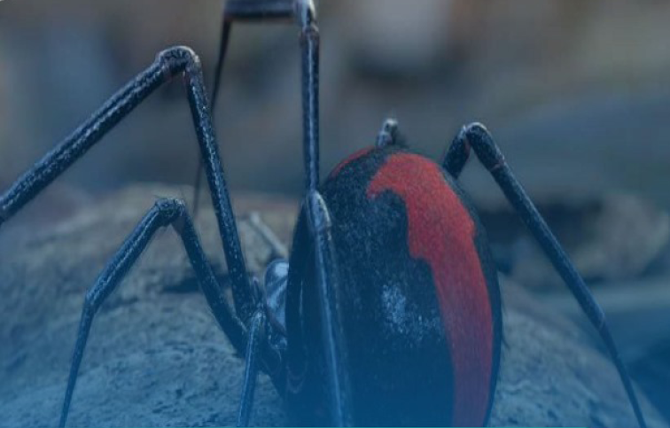 Did you know Oman had Black Widow Spiders? MOH issues warning against ...