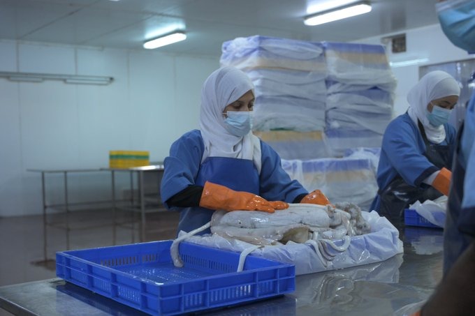 Oman reports growth in fisheries sector with 114 fish factories - The ...