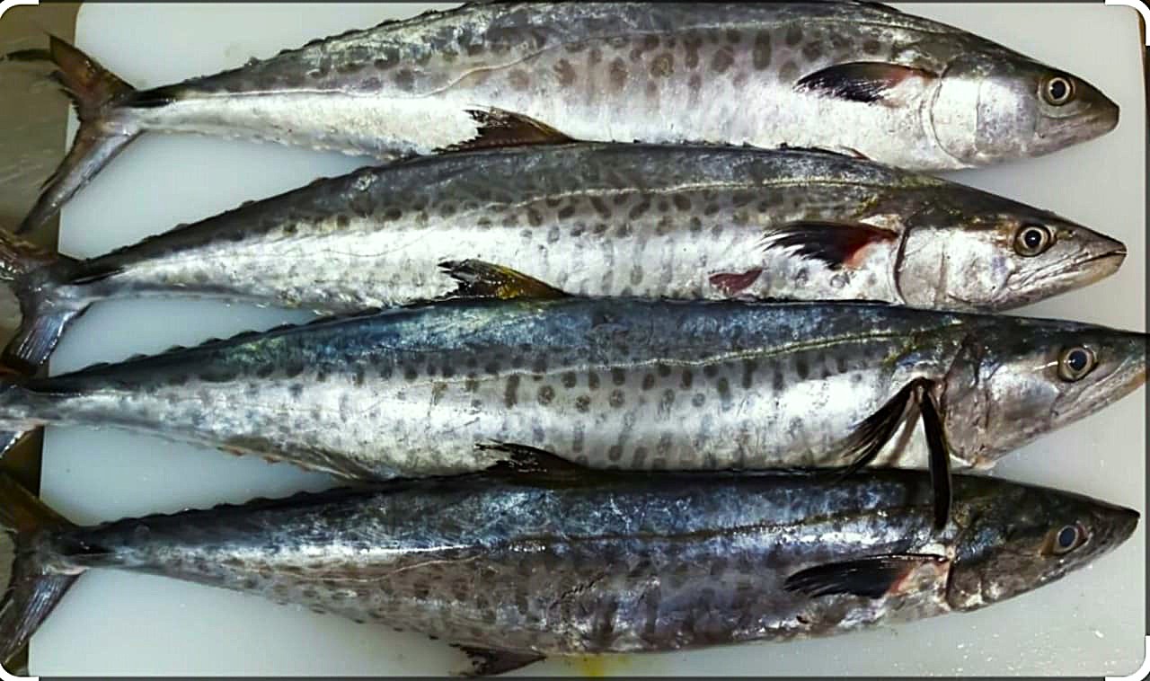 Oman’s kingfish imports reach over RO 547,000 by mid-2025 - The Arabian ...