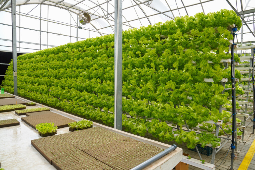 Trufud brings cleaner, greener, homegrown produce to consumers - The Arabian Stories News