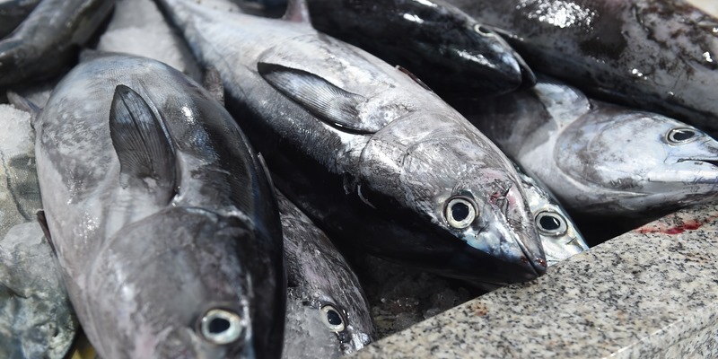 Total quantity of fish landed by artisanal fishing in Oman exceeds ...