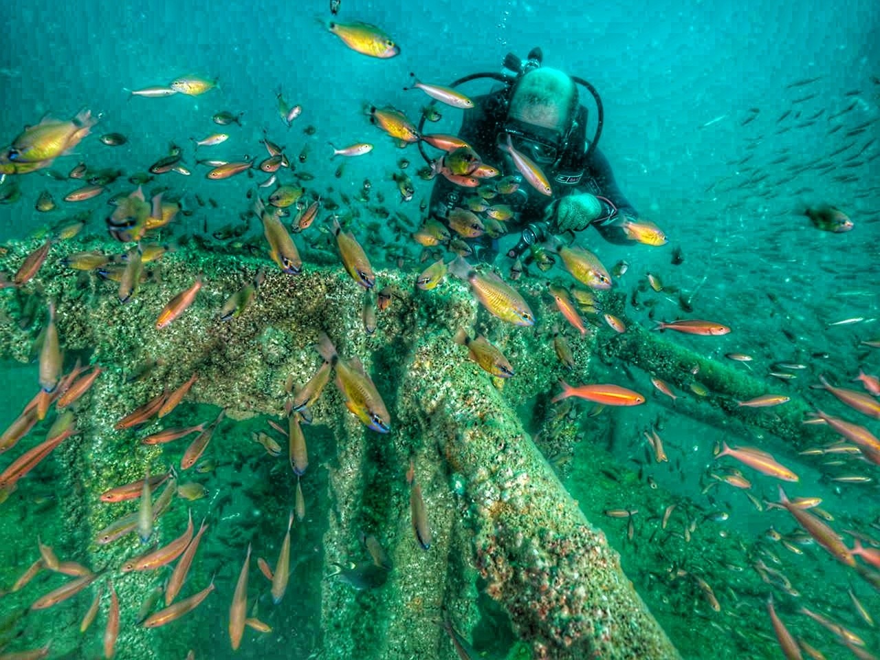 Middle East’s largest coral farm thrives in Oman’s Suwaiq Wilayat - The ...