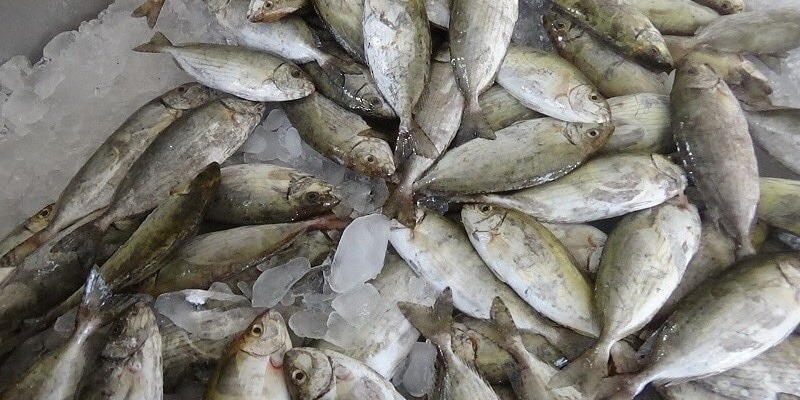 Value of fish landed in Oman reaches RO 276 million by July 2024 - The ...