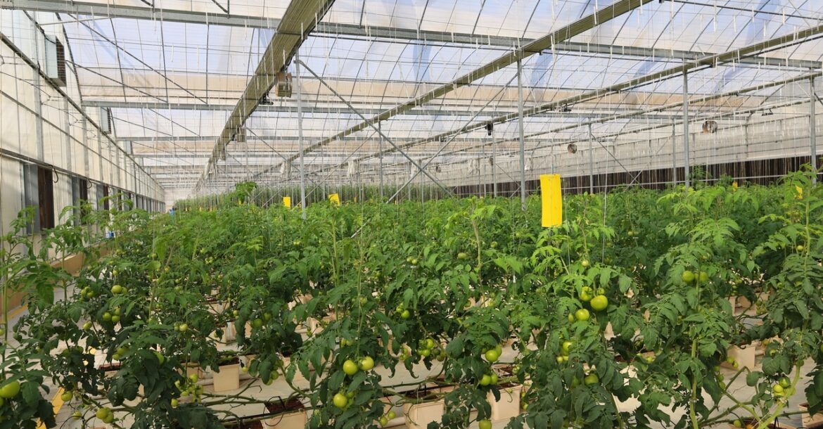 Trufud leading the way for Vertical Farming - The Arabian Stories News