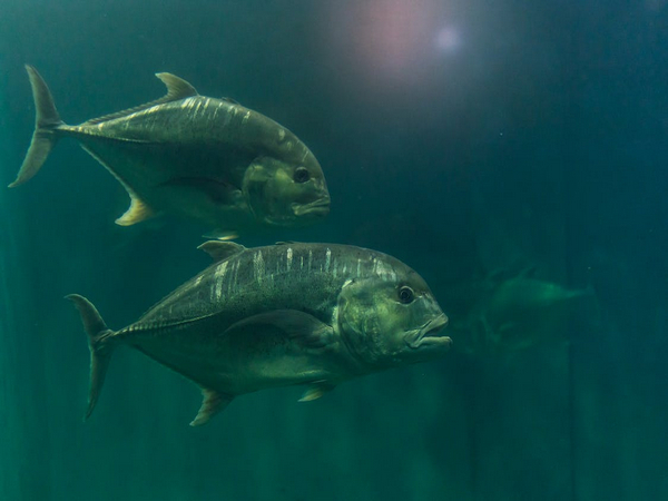 India's fisheries sector witnesses rise with around 8% share in global ...