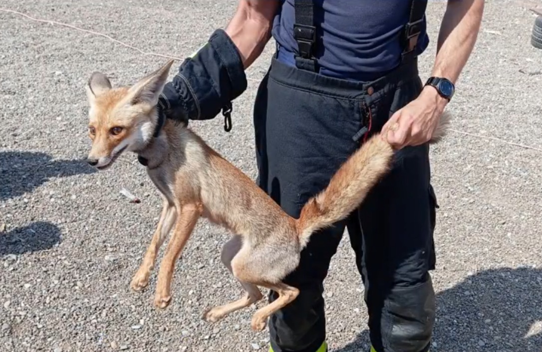 Oman’s EA rescues red fox found in a house, relocates it to the wild ...
