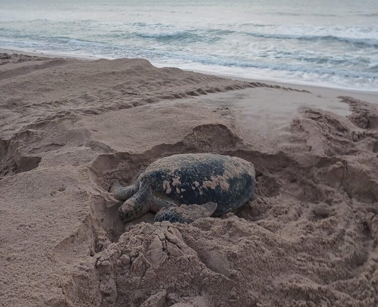 Green sea turtle returns to Oman shores after 15 years since tagging ...