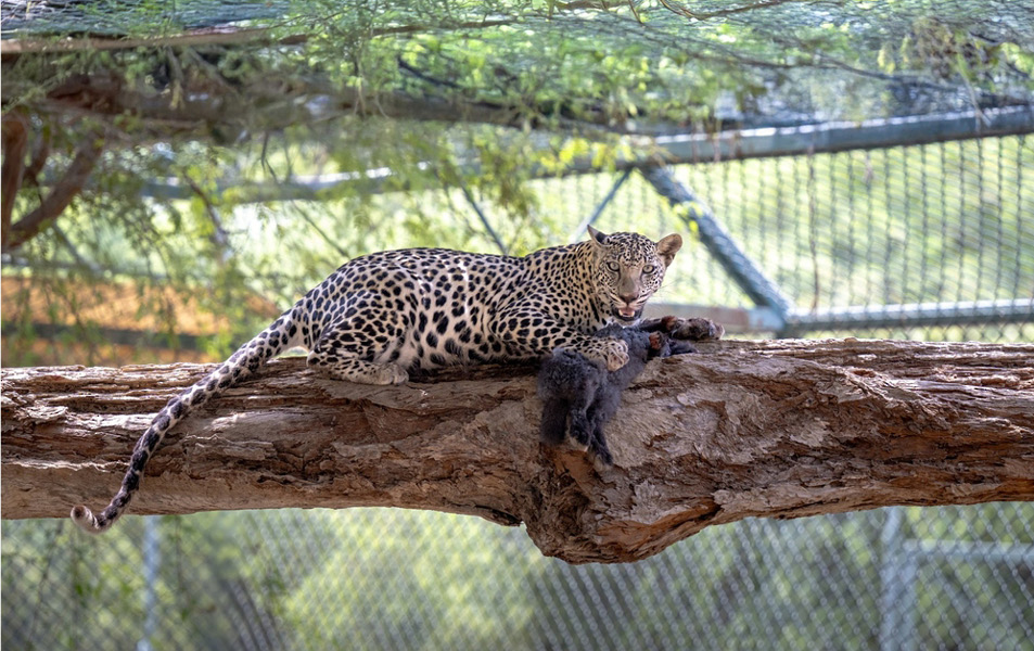 Royal Court Affairs succeeds in breeding, protecting Arabian Leopard ...