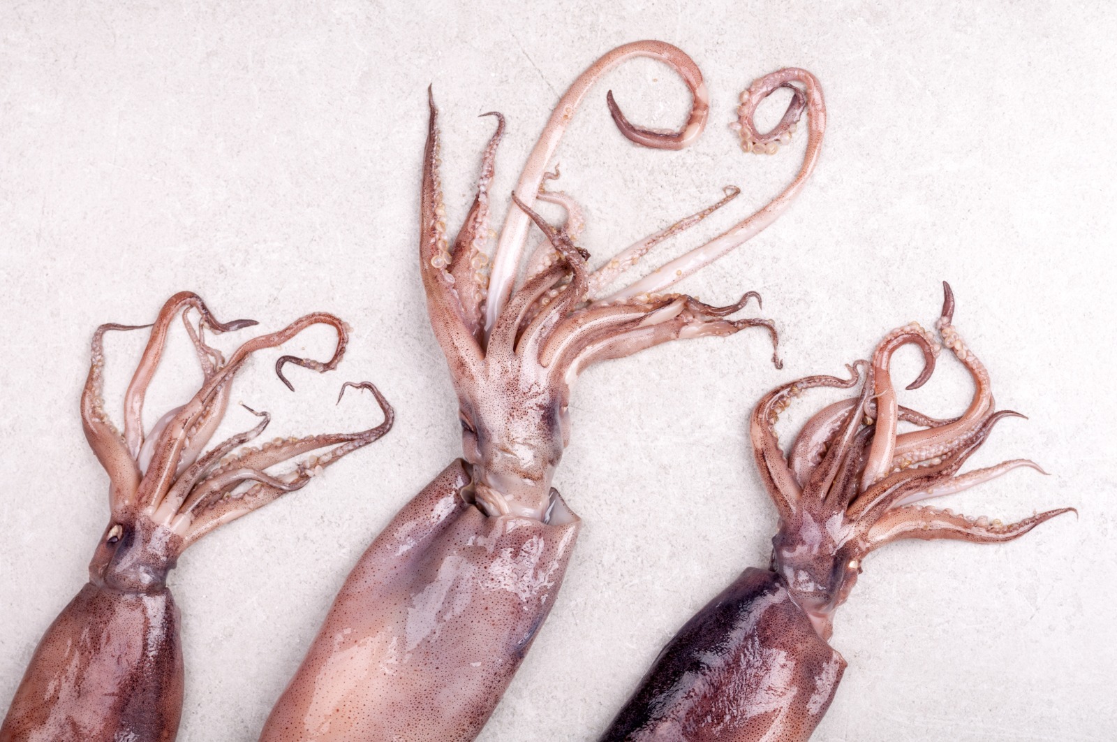 Oman’s squid exports reach RO 4.5 million by May 2025 - The Arabian ...