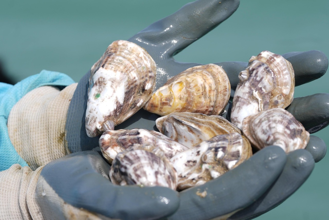 Oman launches first pilot oyster farming project on Masirah Island ...